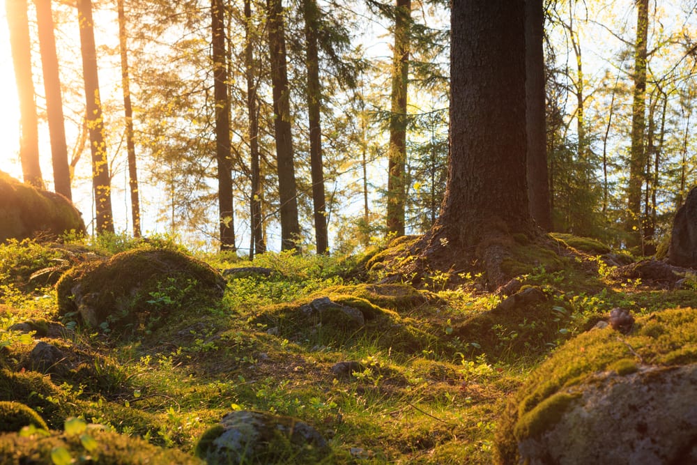 7 magiskt vackra skogar att må bra och vara lycklig i – Bättre hälsa